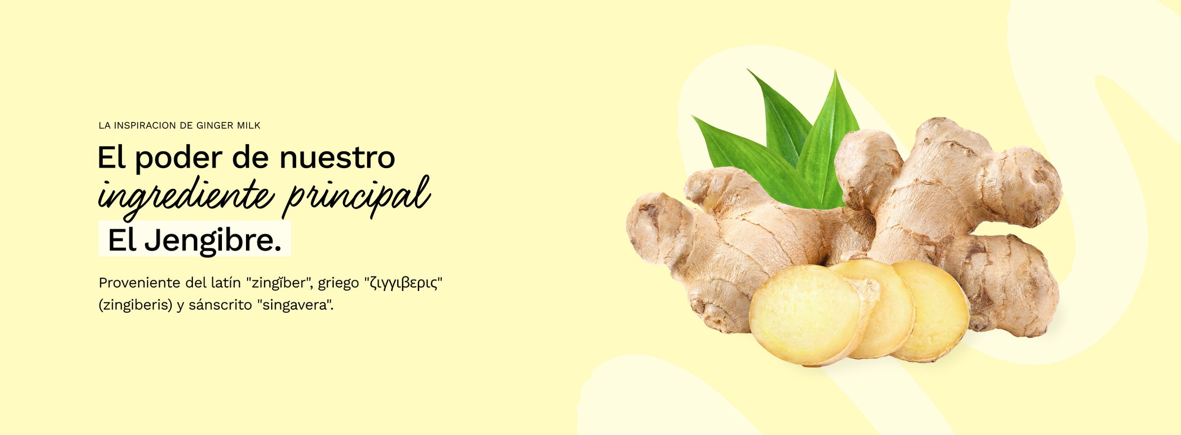 Jengibre – Ginger Milk Natural Care | República Dominicana